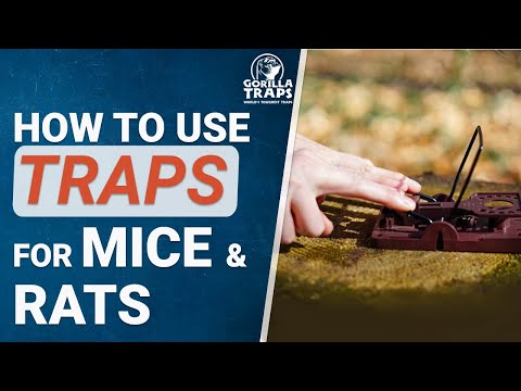 Gorilla Humane Mouse Trap – DIY Pest Products